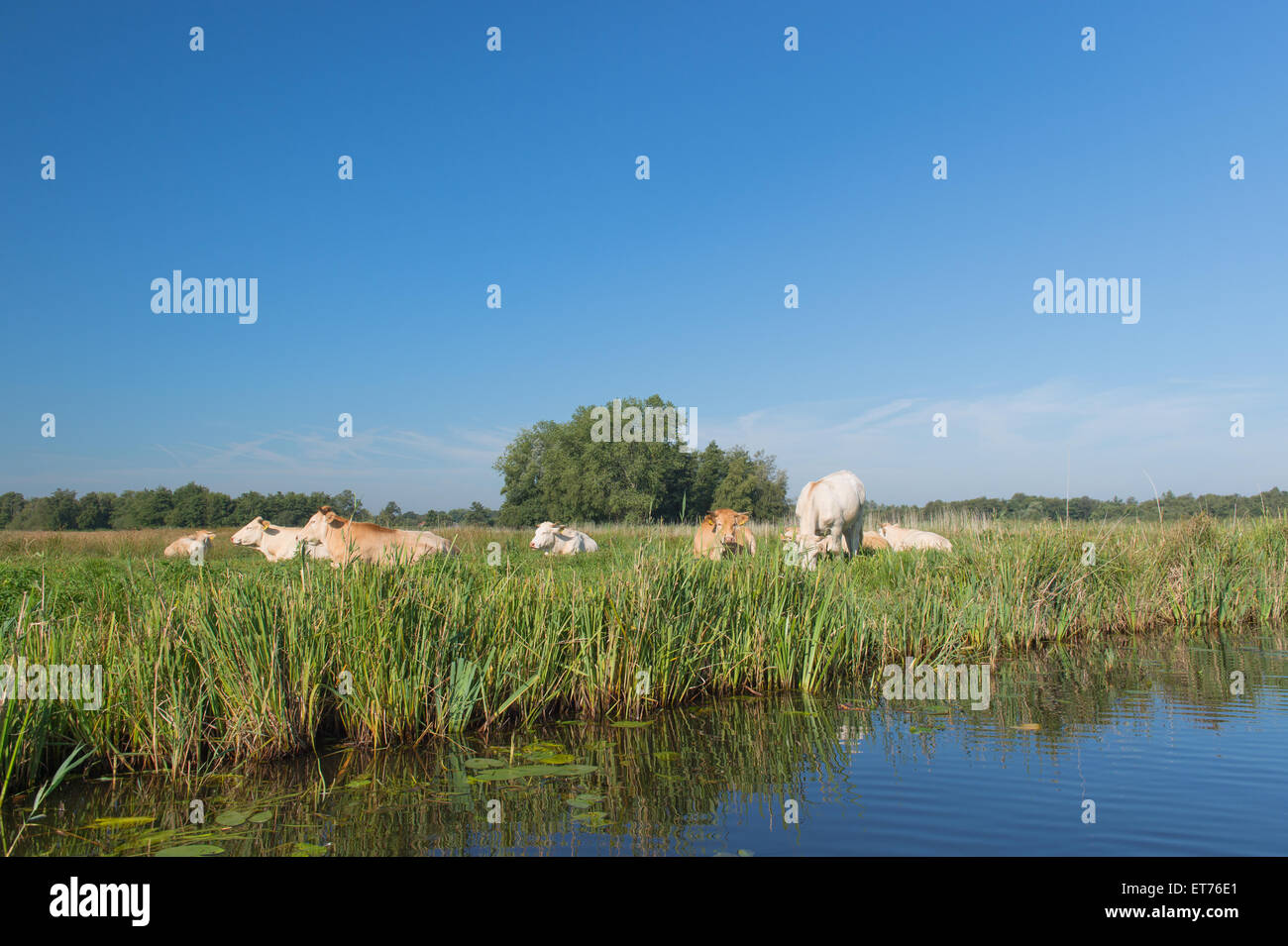 Brown cows in landscape with water and pastures Stock Photo - Alamy
