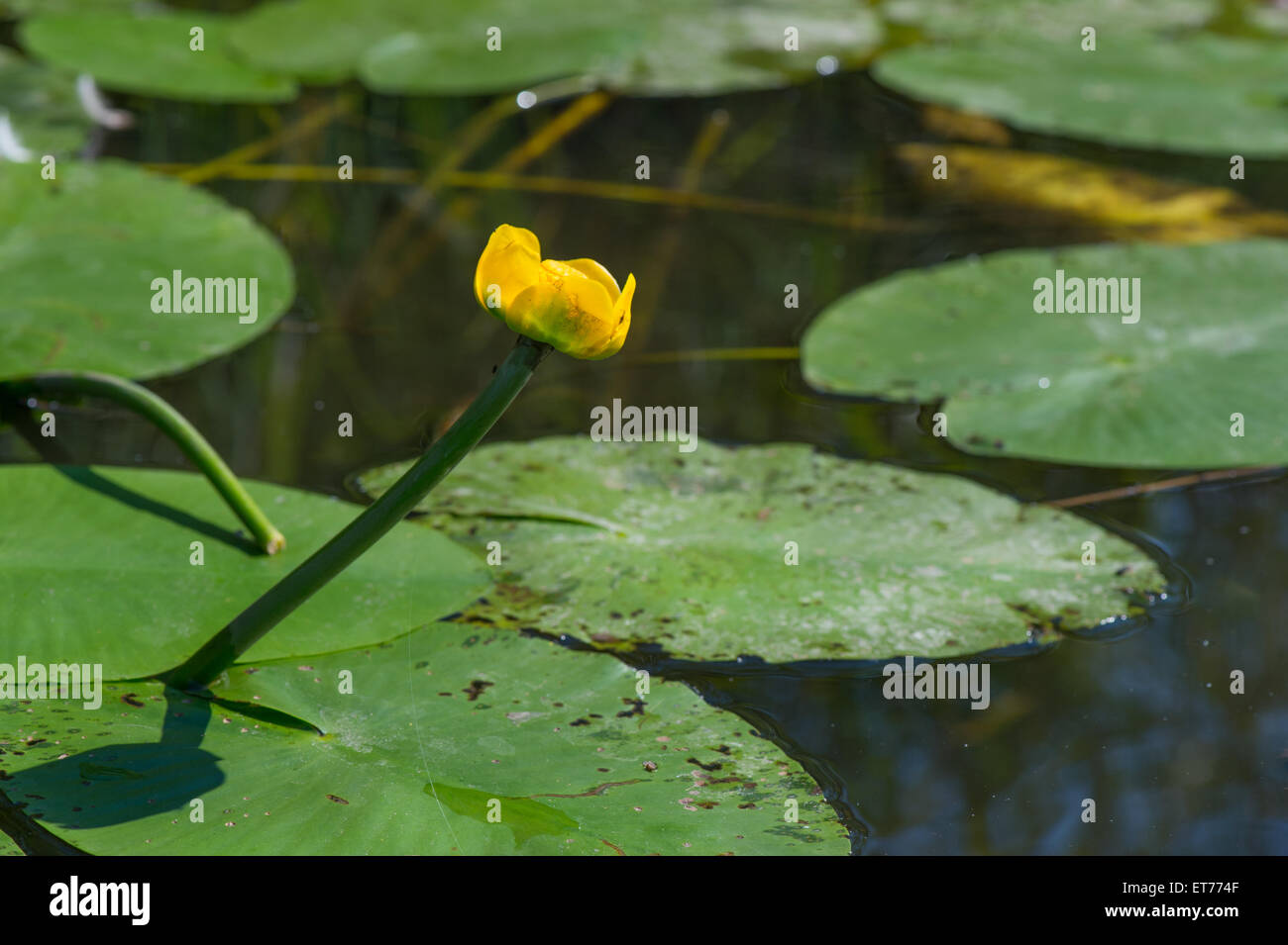 Yellow water lily in nature water Stock Photo - Alamy