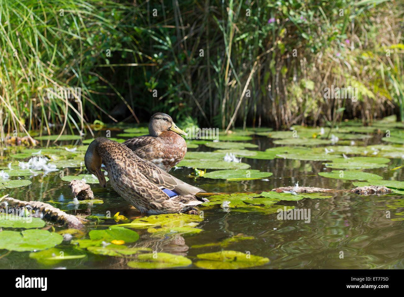 Ditch two water birds hi-res stock photography and images - Alamy