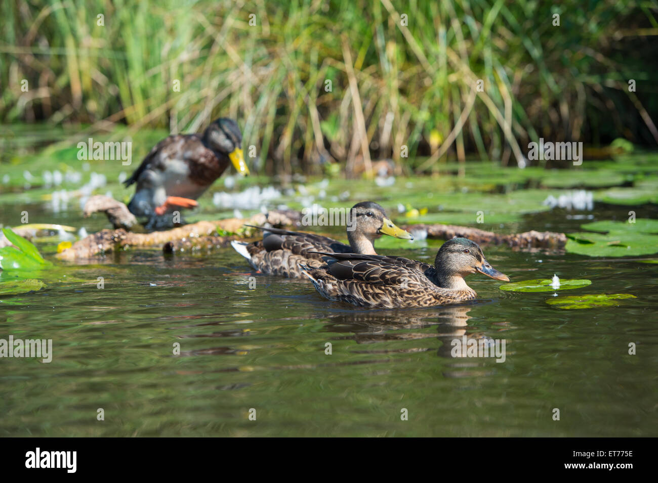 Ditch two water birds hi-res stock photography and images - Alamy