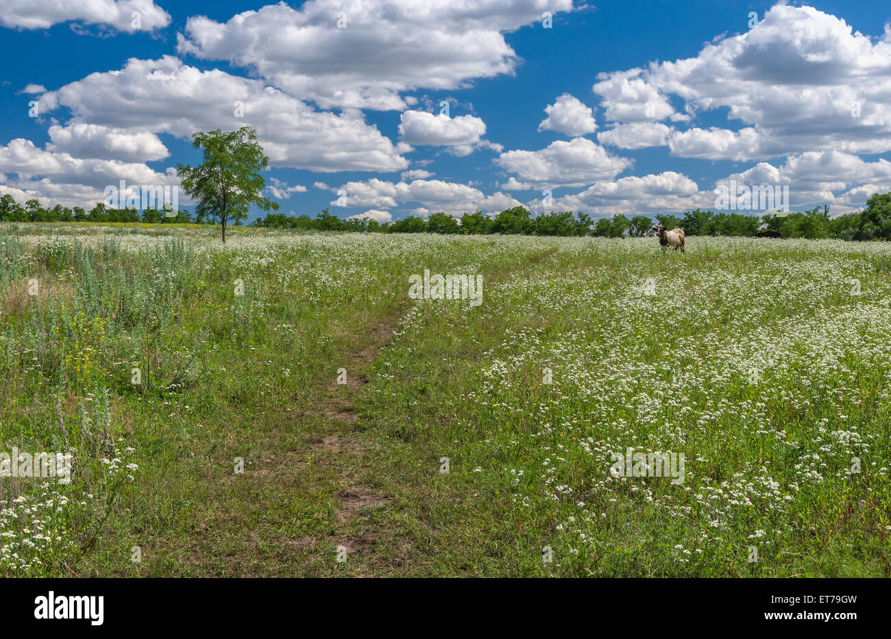 June landscape with wild camomile field and lonely cow, central Ukraine ...