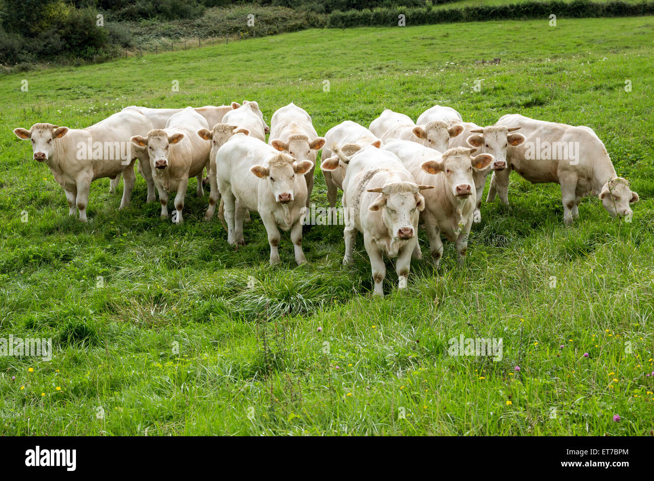Grazing french Charolais Cattle on the meadow in Burgundy, France ...