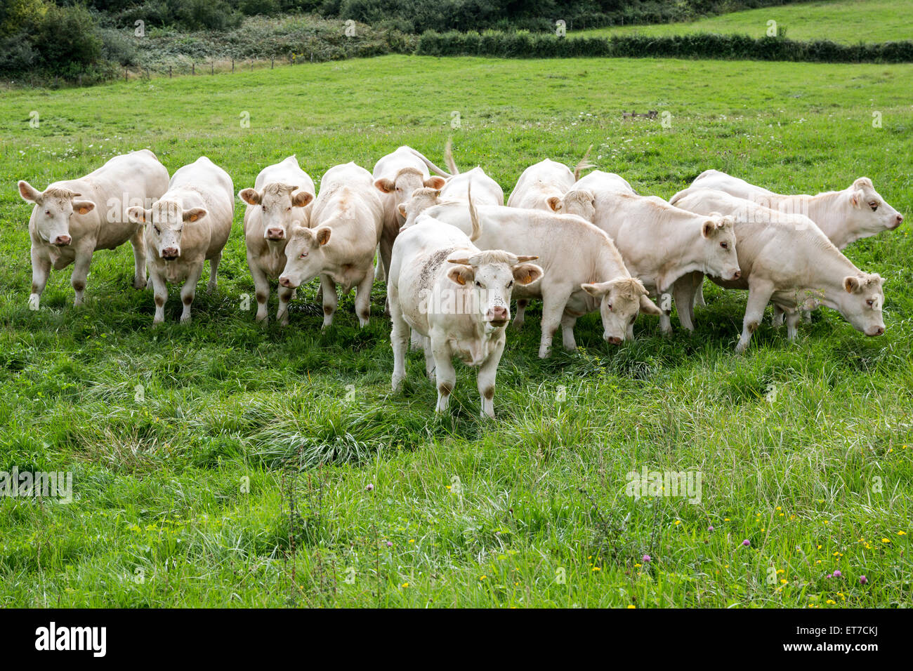 Grazing french Charolais Cattle on the meadow in Burgundy, France ...