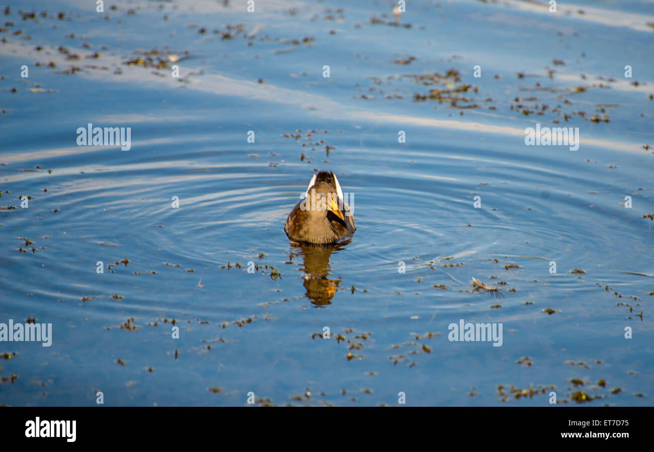 Swamp hen swimming in a lake Stock Photo - Alamy