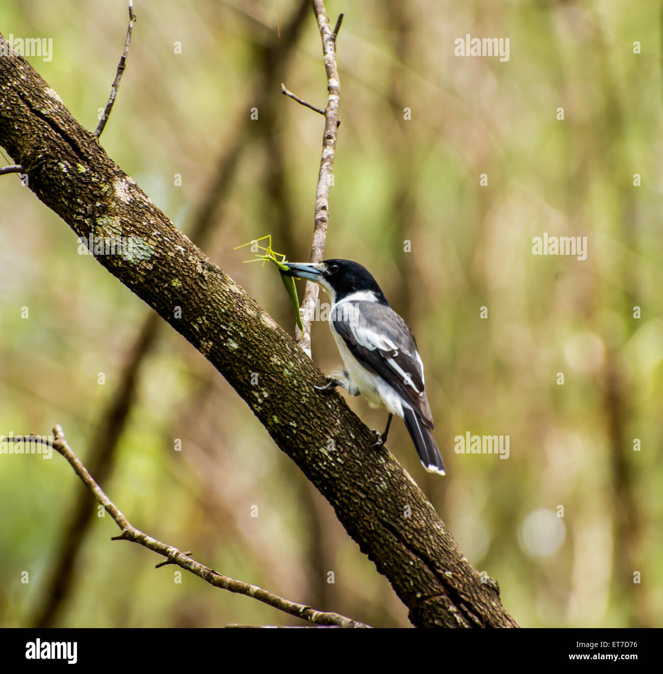 Butcherbird hi-res stock photography and images - Alamy