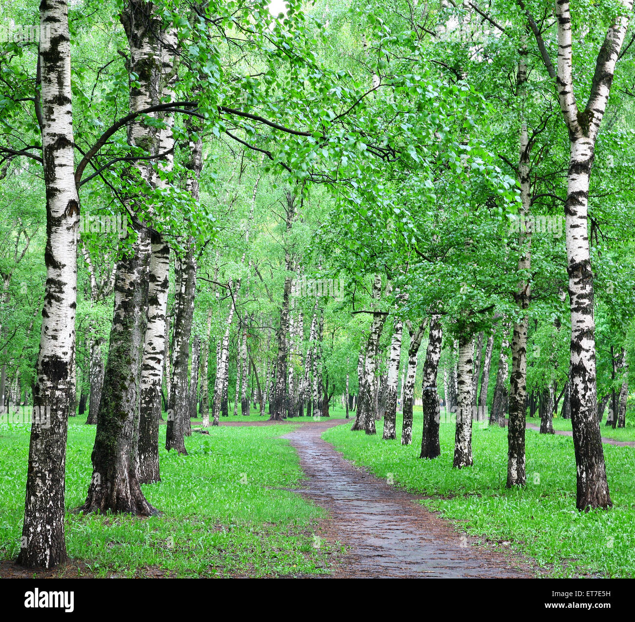 Wet birch branch hi-res stock photography and images - Alamy
