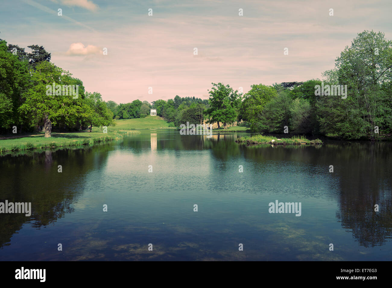 Swans in a lake in a Surrey park Stock Photo - Alamy