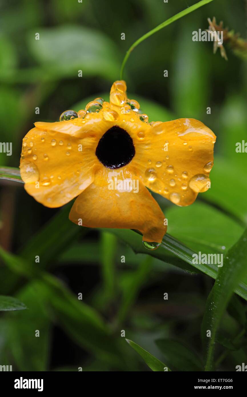 Schwarze Susanne, Schwarzaeugige Susanne (Thunbergia alata), bluehend ...