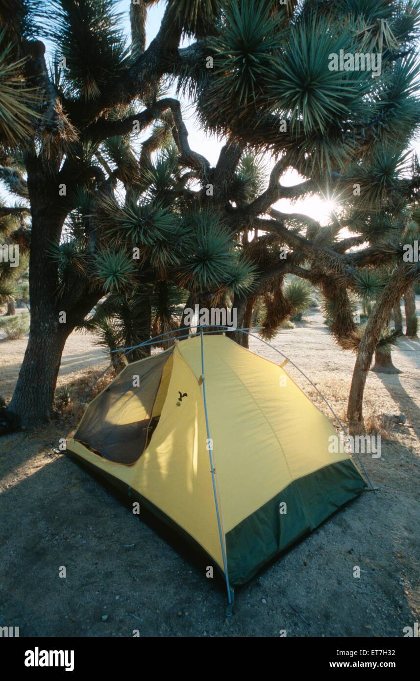 Joshuabaum, Joshua-Baum, Joshua-Palmlilie, Joshuapalmlilie, Joshua Tree ...