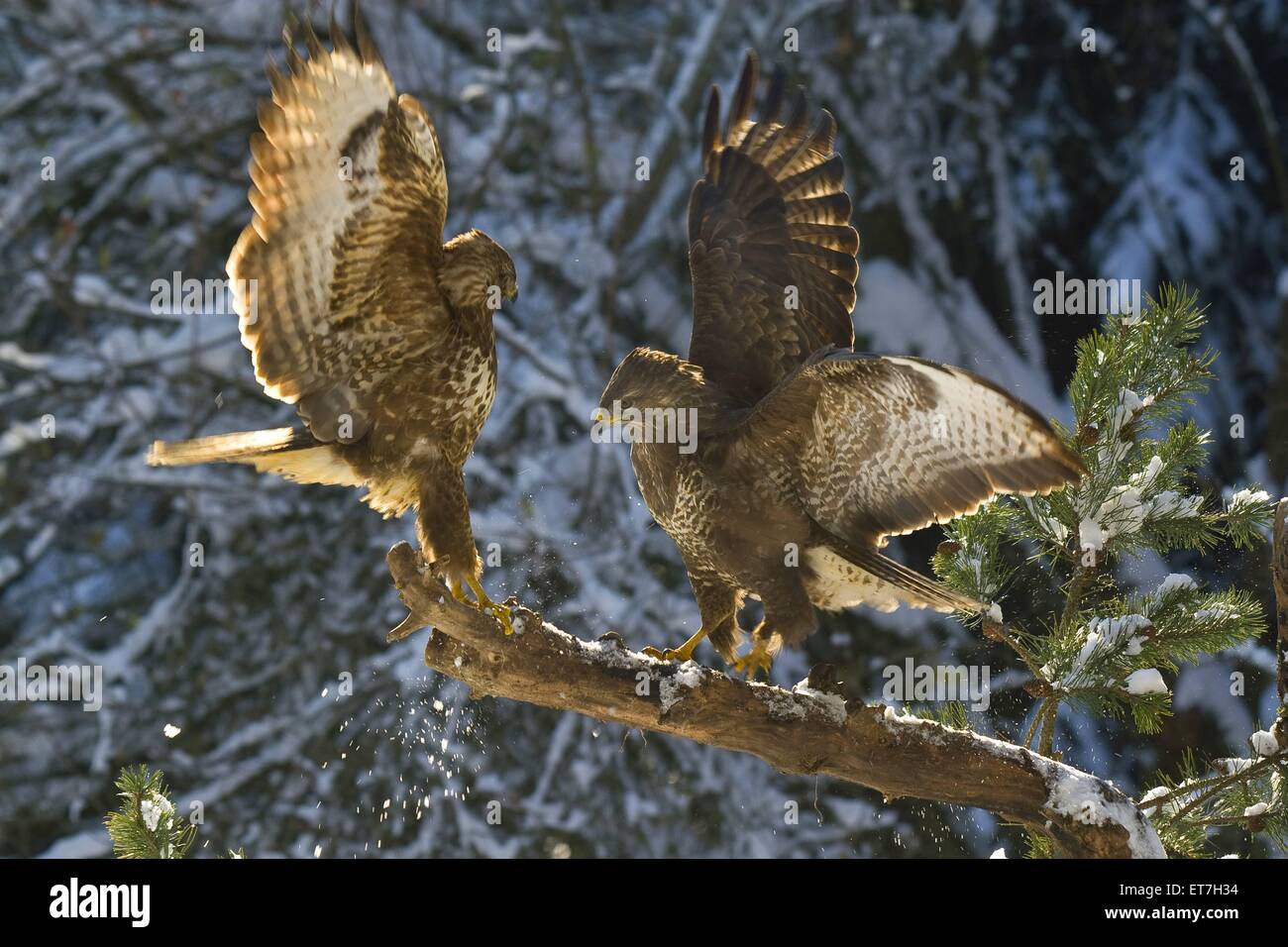 Maeusebussard, Maeuse-Bussard (Buteo buteo), zwei kaempfende Bussarde ...
