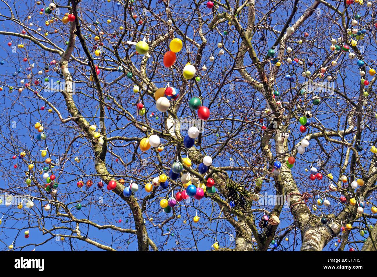 Baum mit Ostereiern, Deutschland | Tree with easter eggs, Germany Stock ...