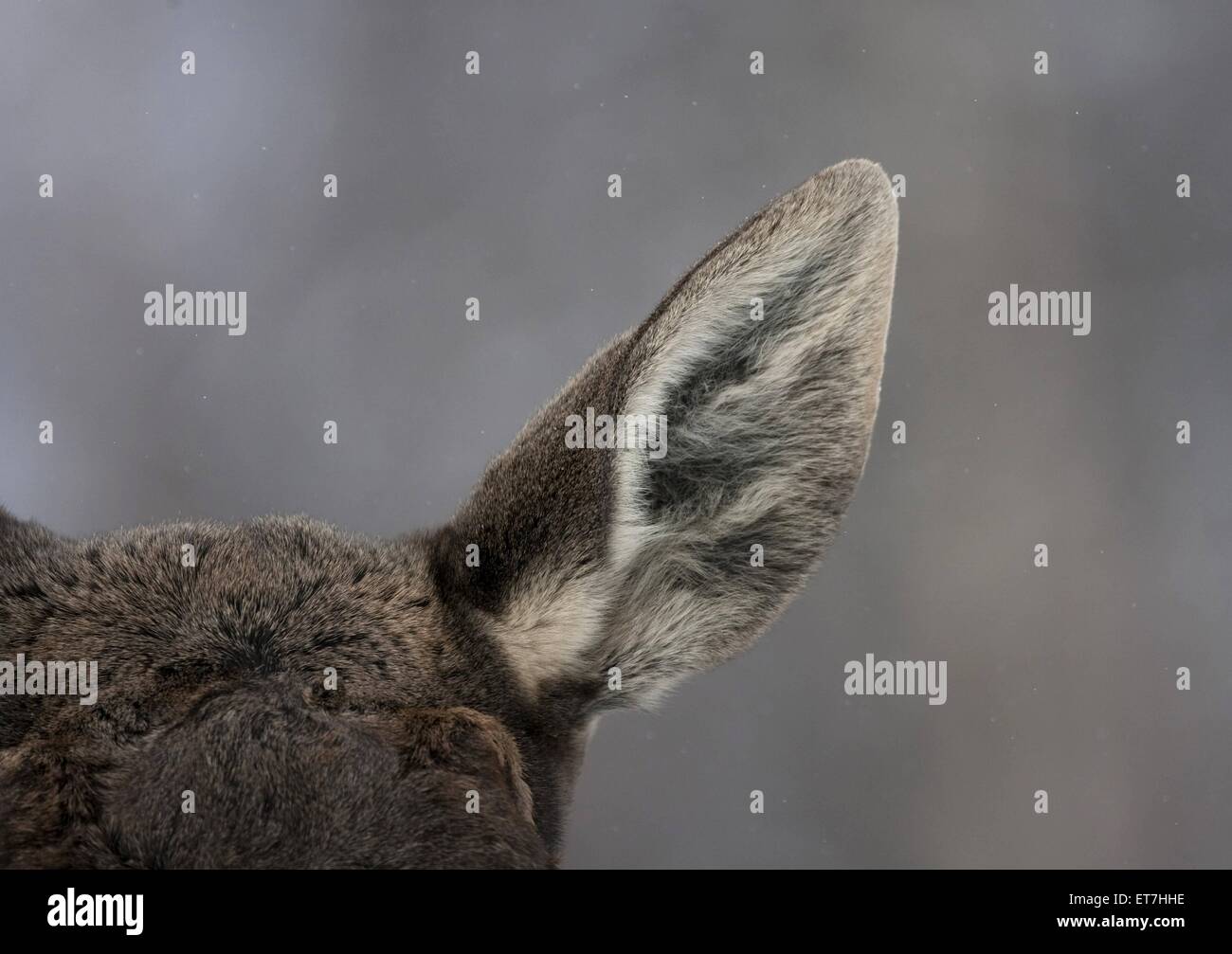 Europaeischer Elch (Alces alces alces), Nahaufnahme eines Ohres ...