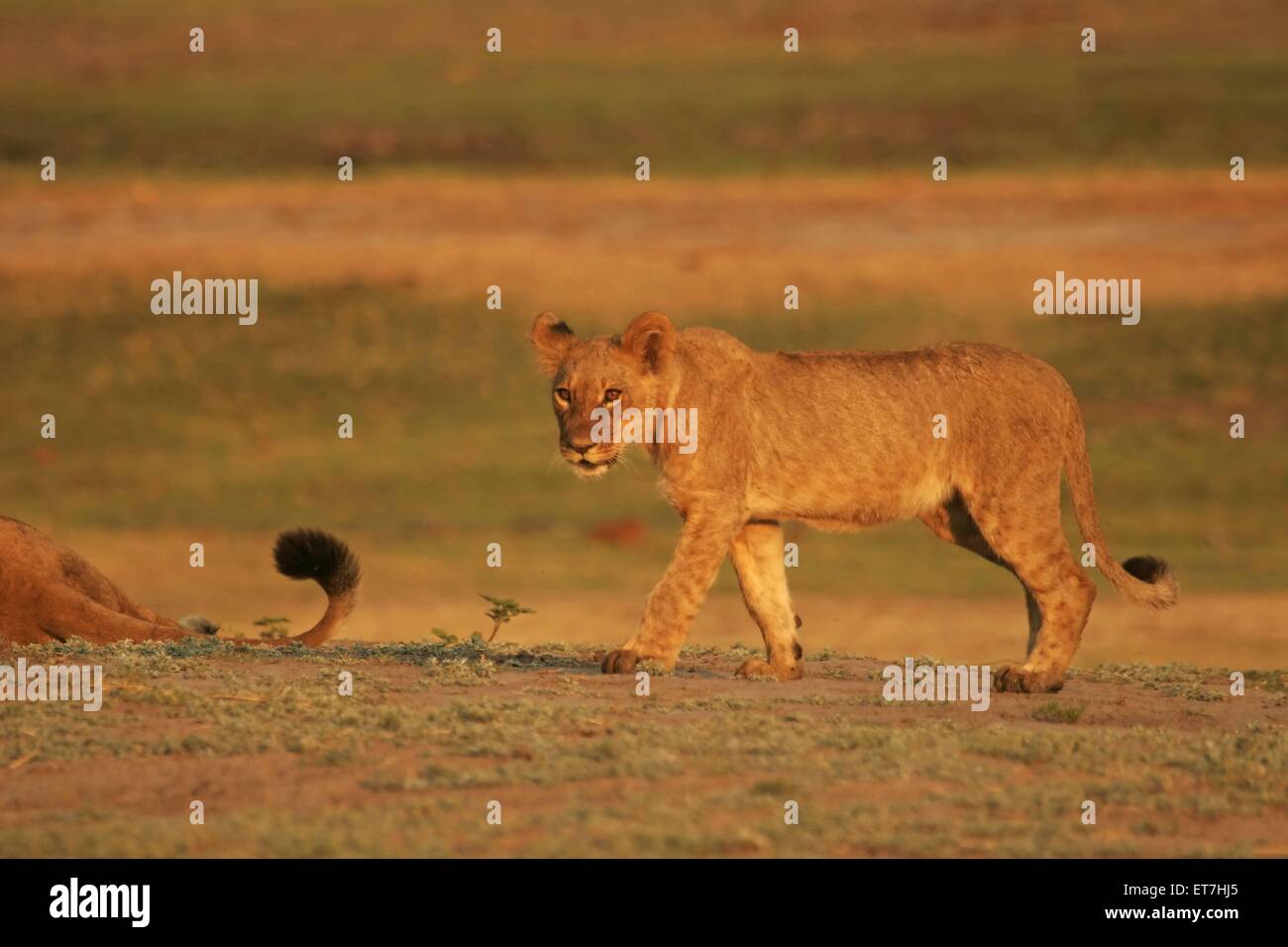 Loewe (Panthera leo), laufende Loewenjunges, Botswana | lion (Panthera ...