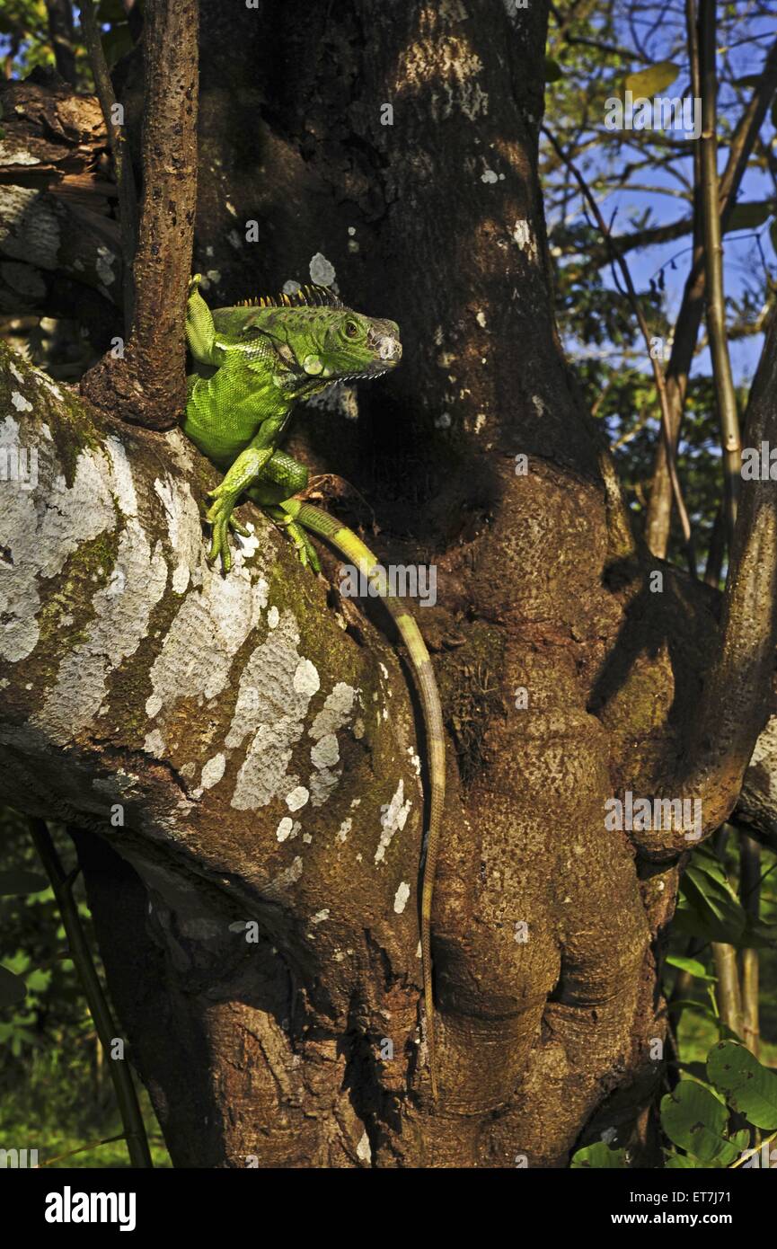 Gruener Leguan (Iguana iguana), sitzt auf einem Baum, Honduras, La ...
