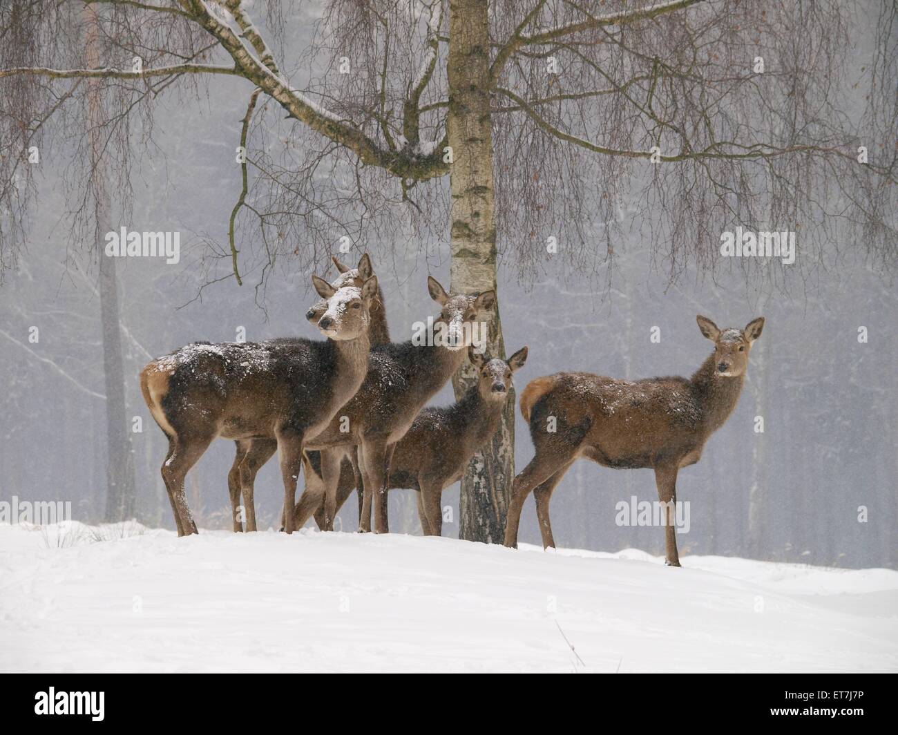 Rot Hirsch High Resolution Stock Photography and Images - Alamy