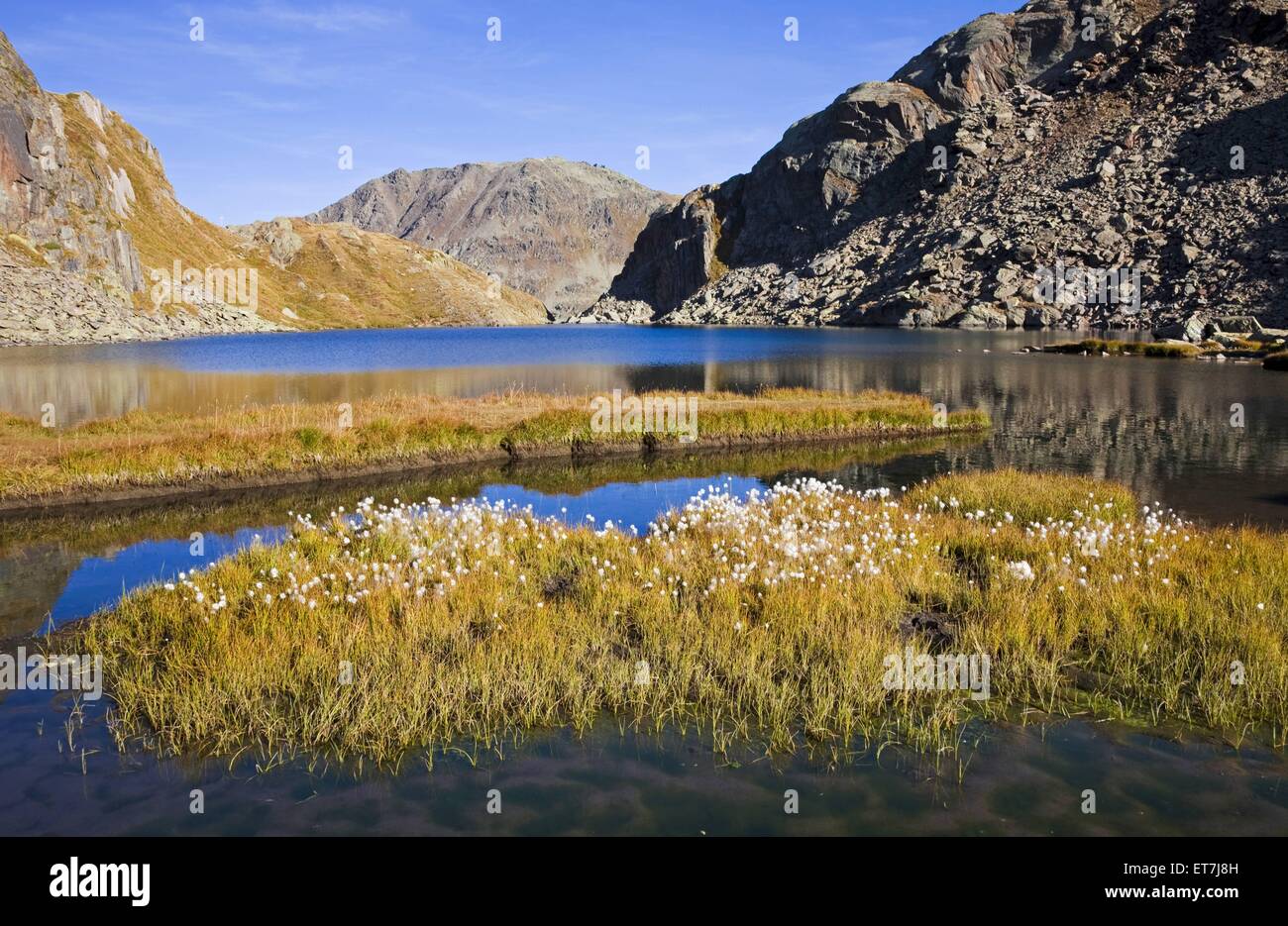 Tomasee mit Wollgras, Rheinquelle, Schweiz, Graubuenden, Oberalppass ...