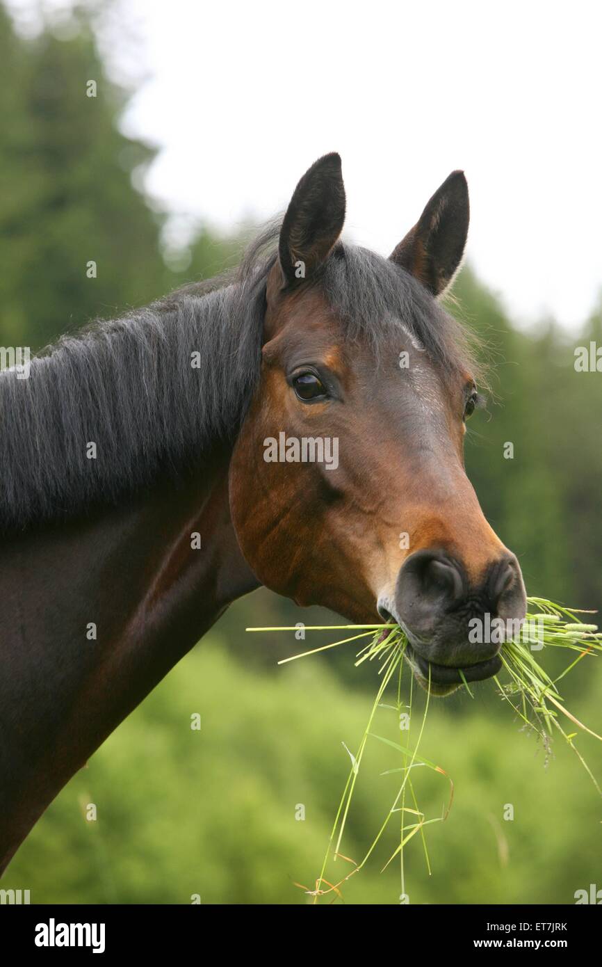 Pferd frisst gras hi-res stock photography and images - Alamy