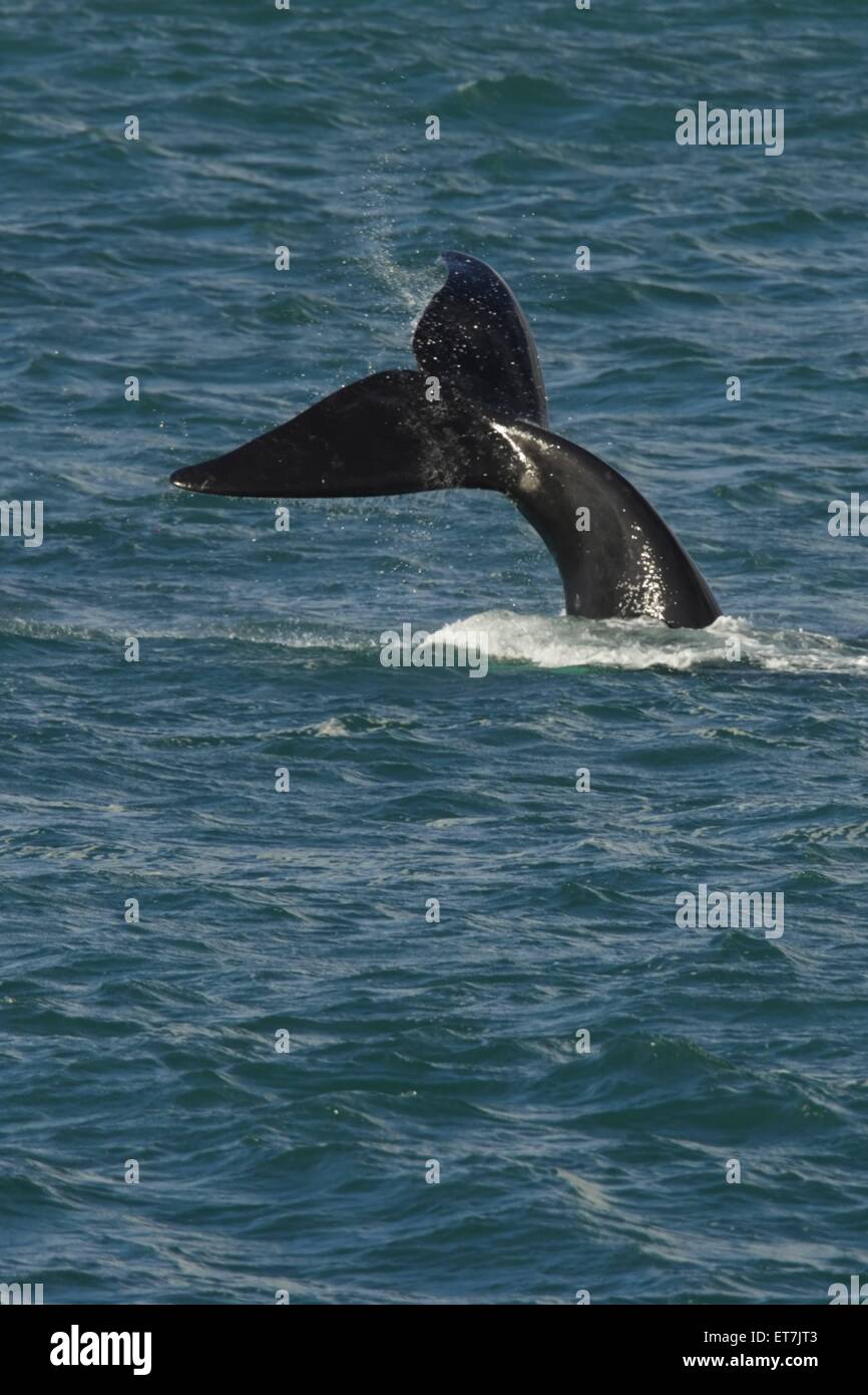 Suedkaper, Suedlicher Glattwal (Eubalaena australis, Balaena glacialis ...