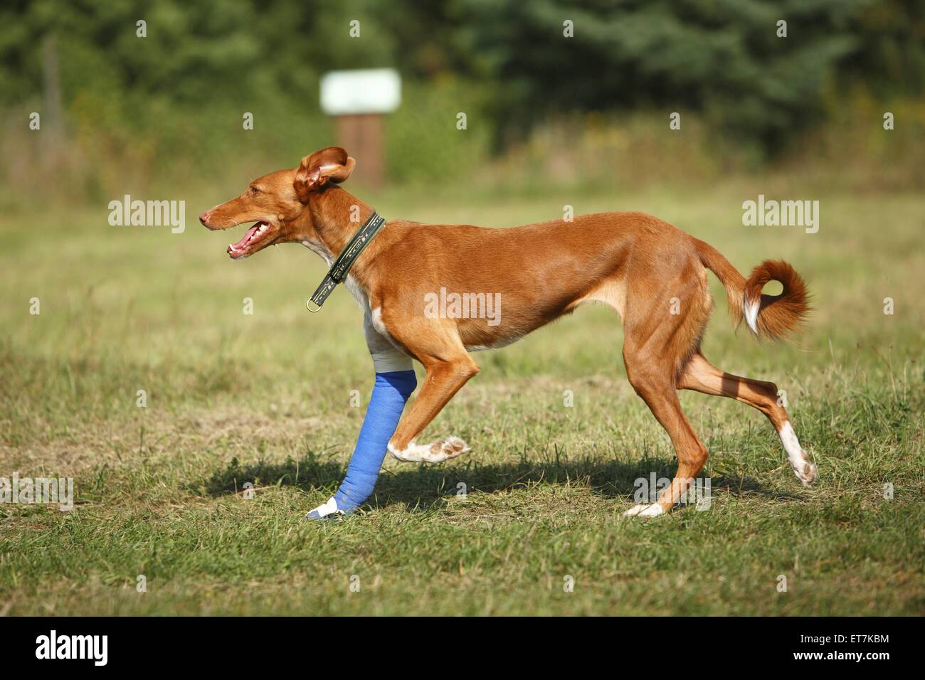 Podenco mischling hi-res stock photography and images - Alamy