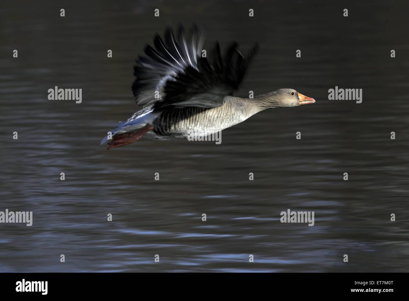 Graugans, Grau-Gans (Anser anser), im Flug ueber einem See, Deutschland ...