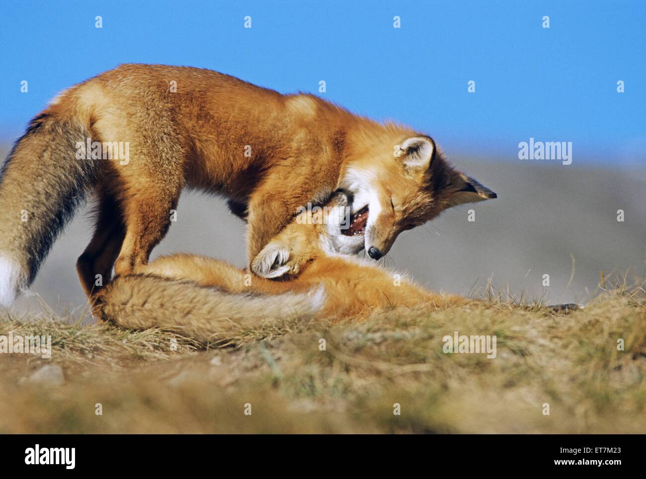 Rotfuchs, Rot-Fuchs (Vulpes vulpes), Jungtiere spielen, USA, Alaska ...