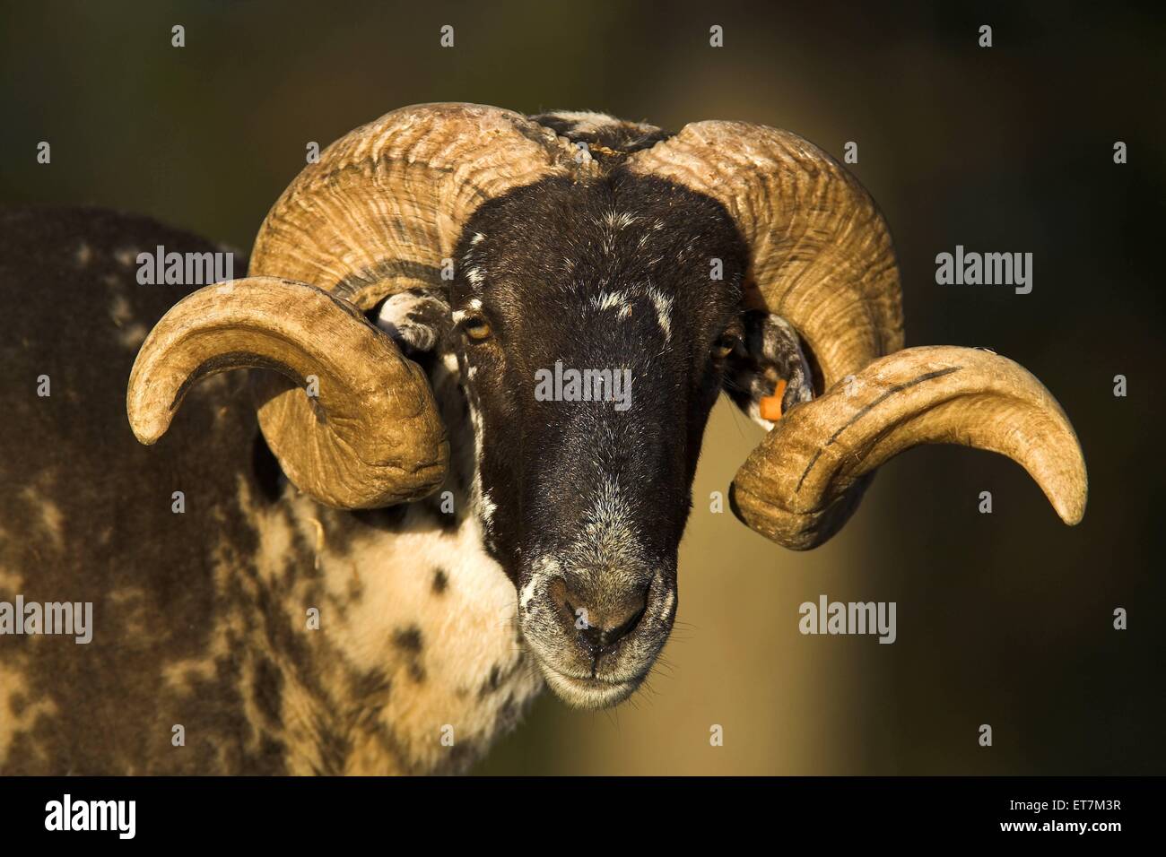 Domestic sheep ovis ammon aries hi-res stock photography and images - Alamy