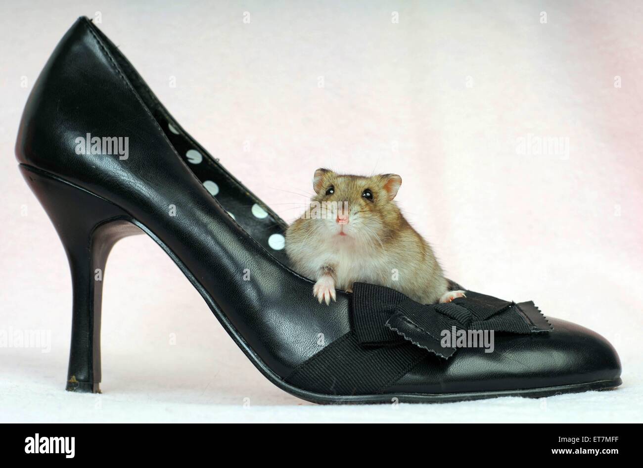 Goldhamster, Syrischer Goldhamster (Mesocricetus auratus), in einem ...