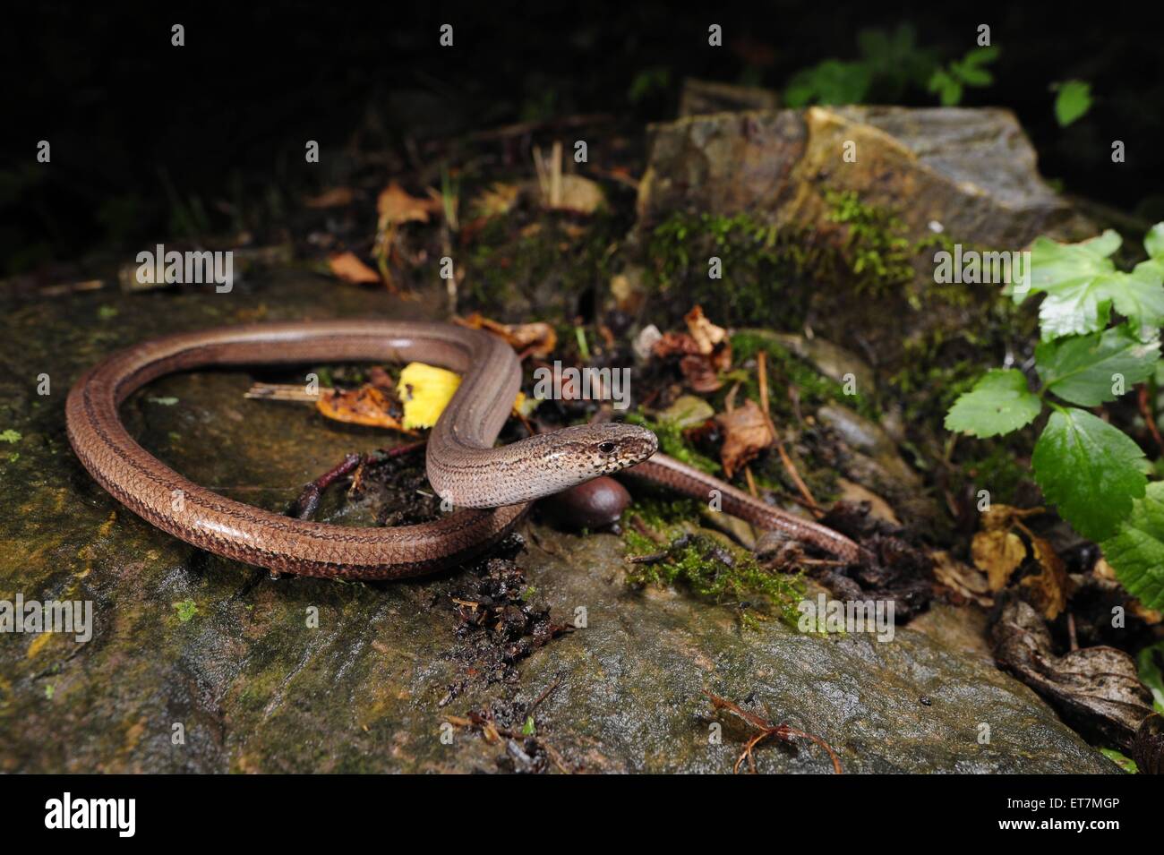 Blindschleiche, Blind-Schleiche (Anguis fragilis), liegt auf einem ...
