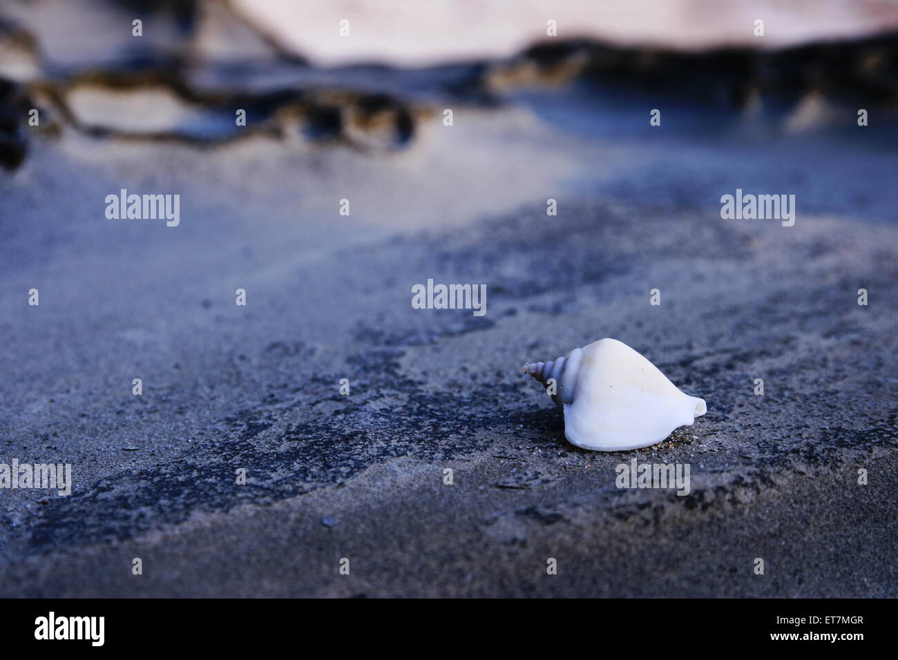 Conch shell on the beach Stock Photo - Alamy