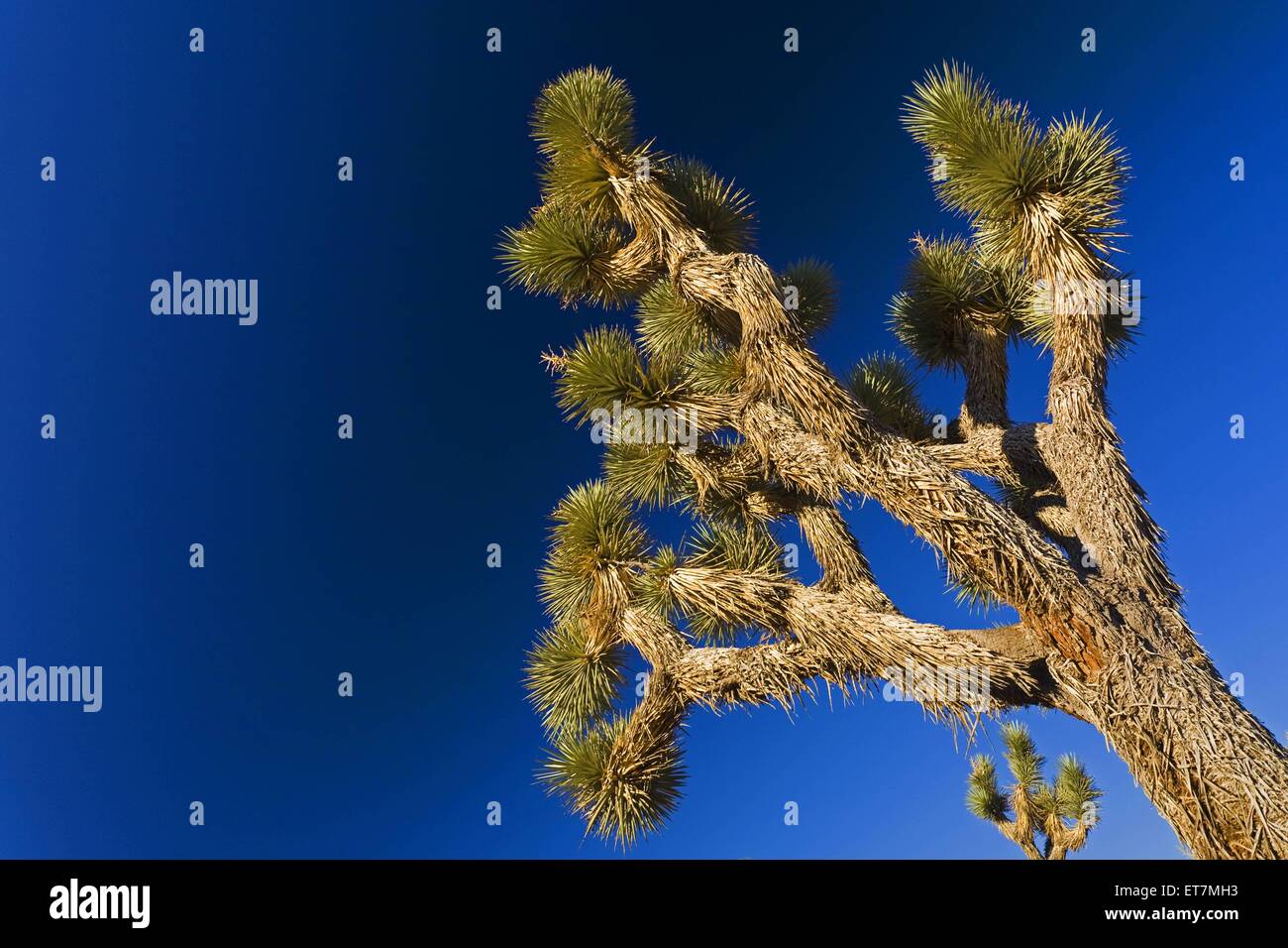 Joshuabaum hi-res stock photography and images - Alamy