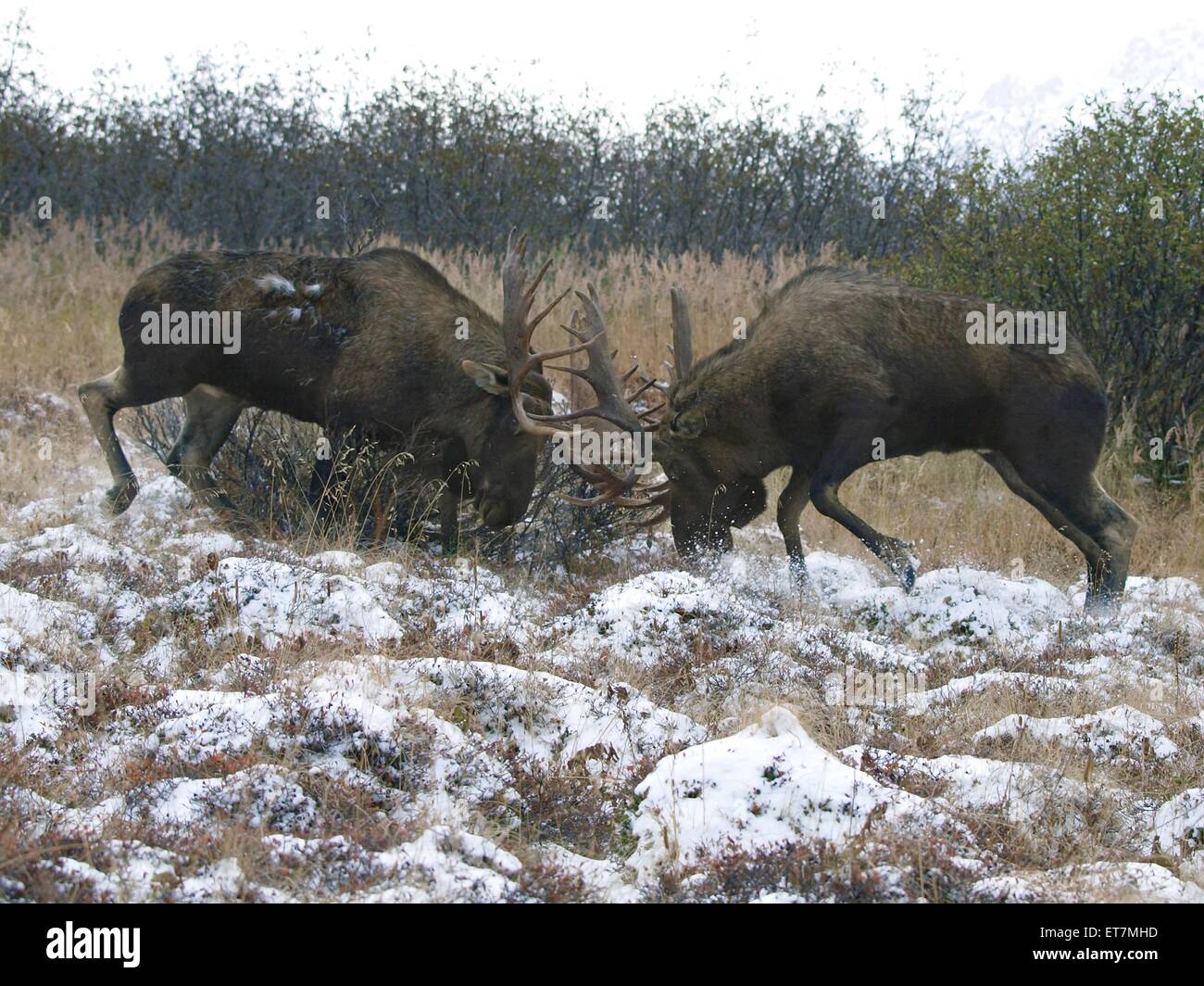 Alaskaelch, Alaska-Elch, Alaska Elch (Alces alces gigas), Kampf zweier ...