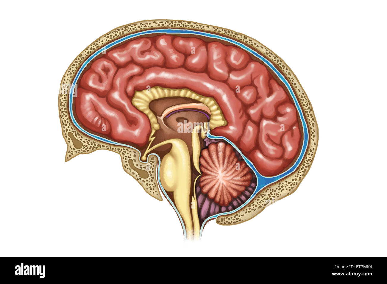 Brain Cross Section Anatomy Brain Cross Section #1 By Science Source