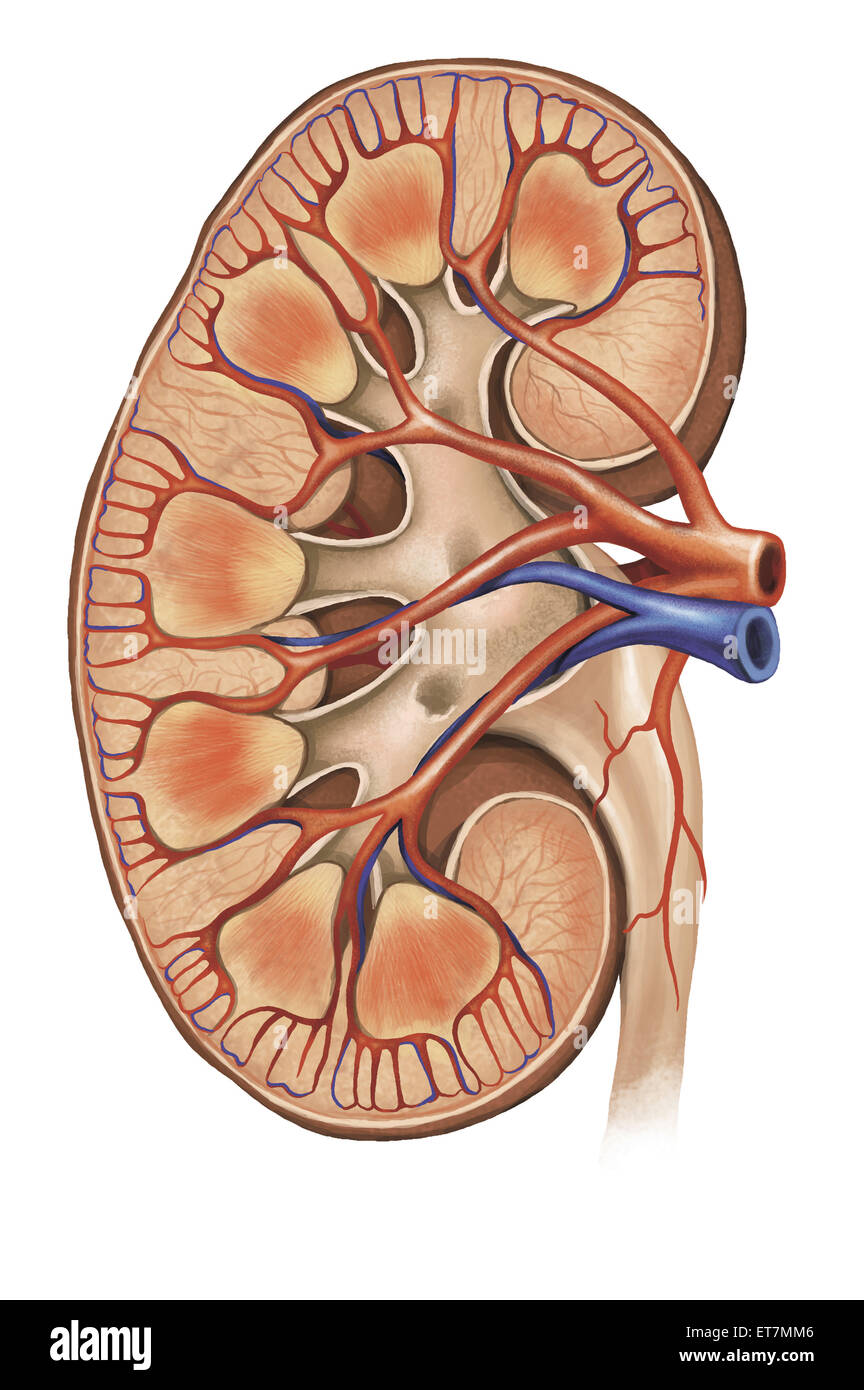 Human kidney cross section hi-res stock photography and images - Alamy