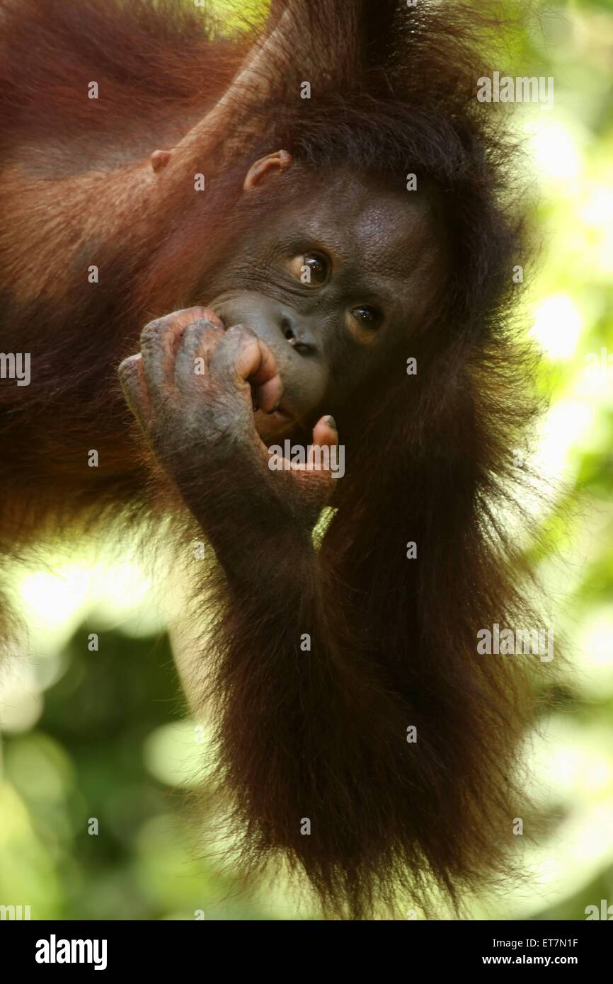 Skull portraet hi-res stock photography and images - Alamy