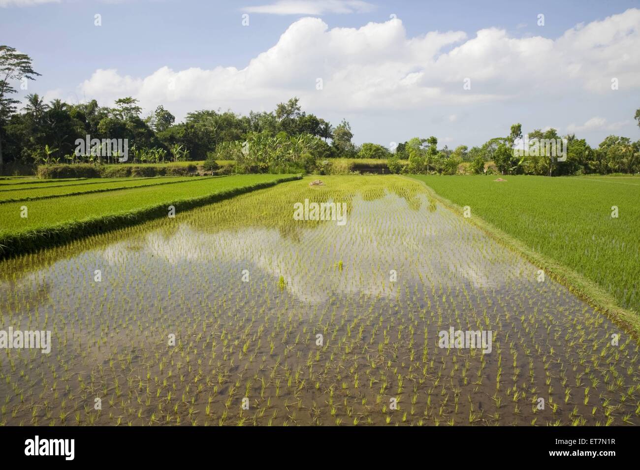Reis (Oryza sativa), Blick auf ein unter Wasser stehendes Reisfeld ...