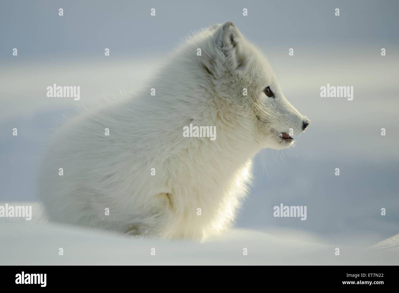 Eisfuchs, Eis-Fuchs, Polarfuchs, Polar-Fuchs, Weissfuchs, Weiss-Fuchs ...