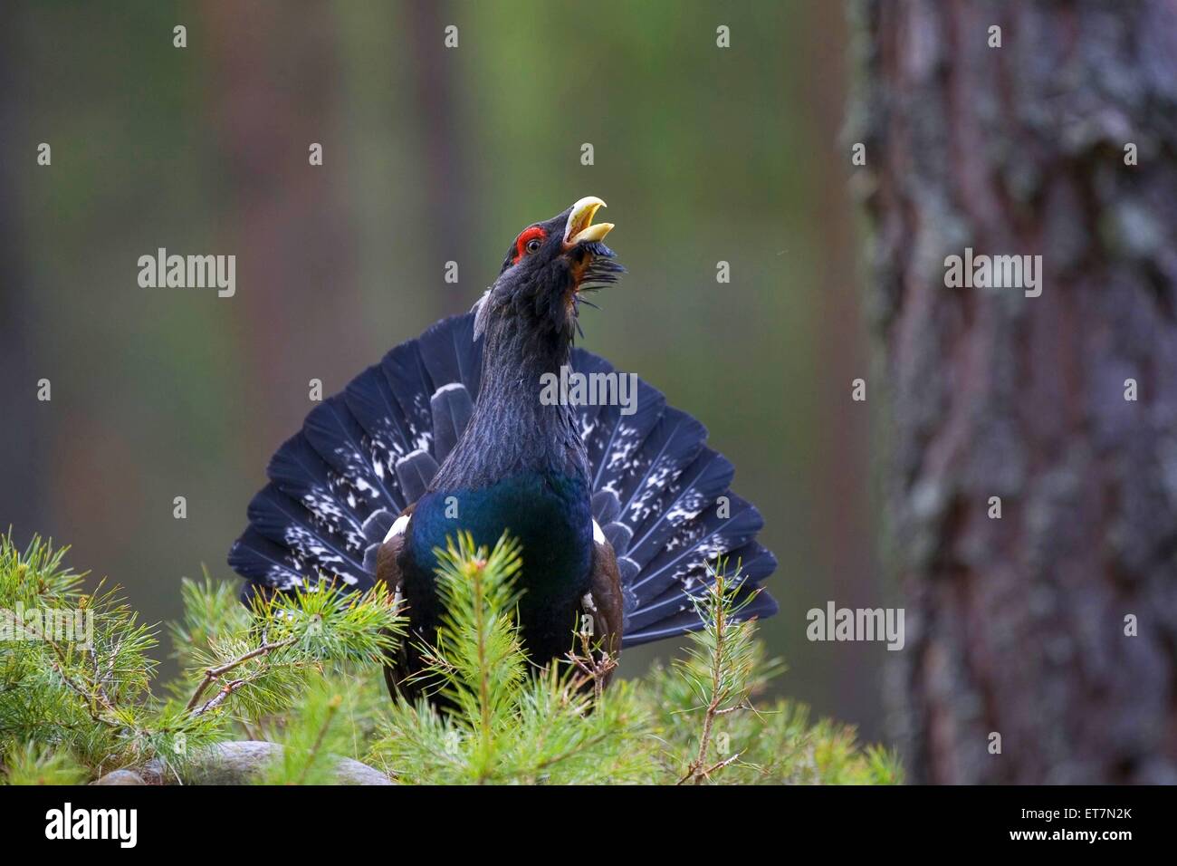 Auerhahn Stock Photos & Auerhahn Stock Images - Alamy