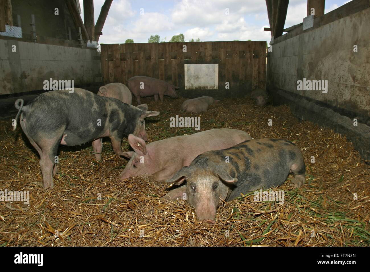Hausschwein, Haus-Schwein; Artgerechte Tierhaltung auf Bio-Bauernhof ...