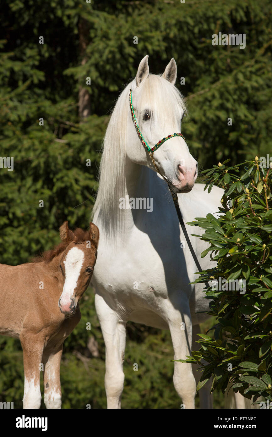 White Arabian mare with foal Stock Photo - Alamy
