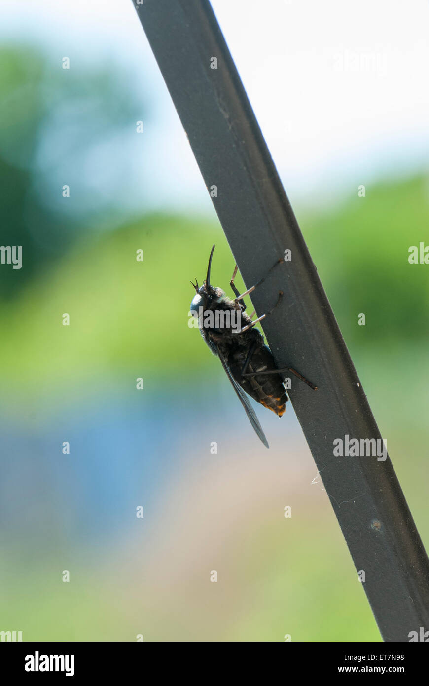 Insect grass hi-res stock photography and images - Alamy