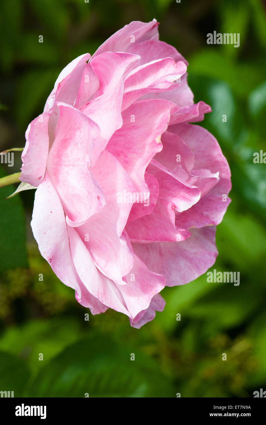 Single pink rose Stock Photo - Alamy