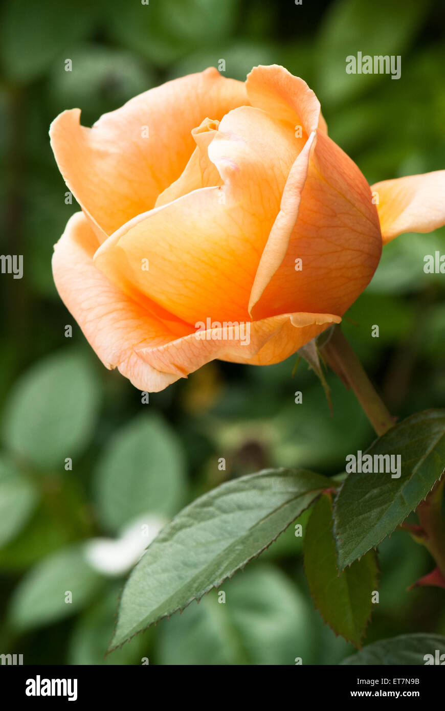 Yellow single rose flower Stock Photo - Alamy
