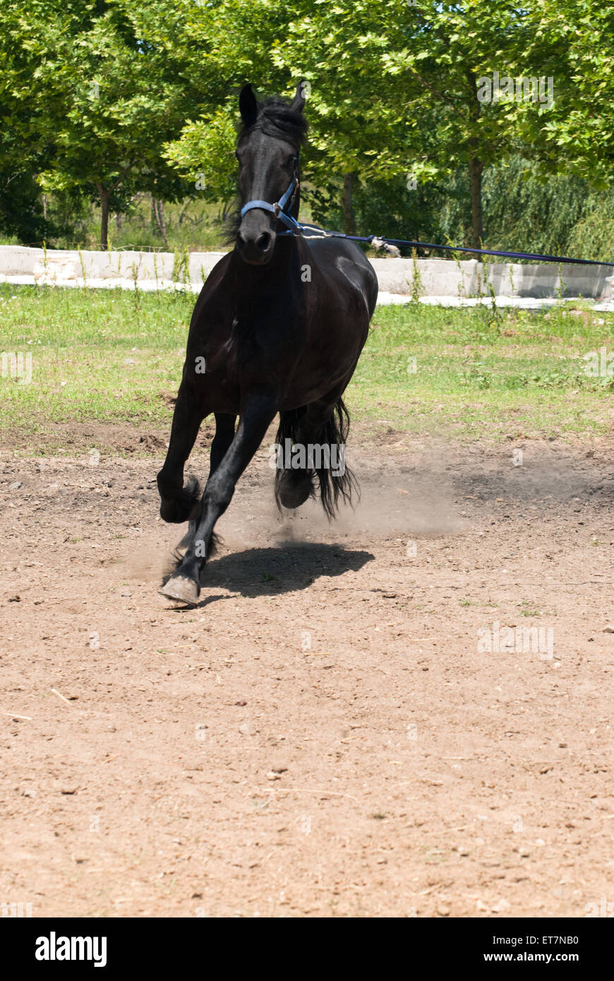 Stallion stud male hi-res stock photography and images - Alamy