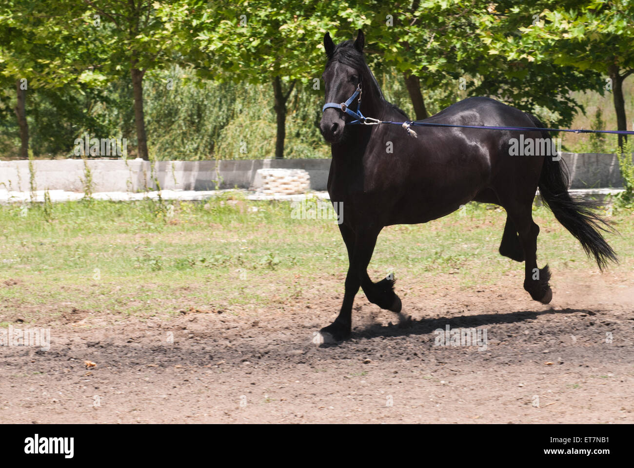 Stallion stud male hi-res stock photography and images - Alamy