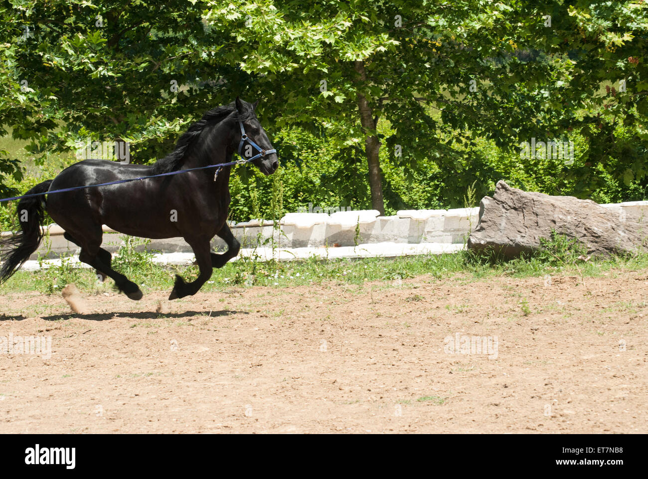 The young black stallion hi-res stock photography and images - Alamy
