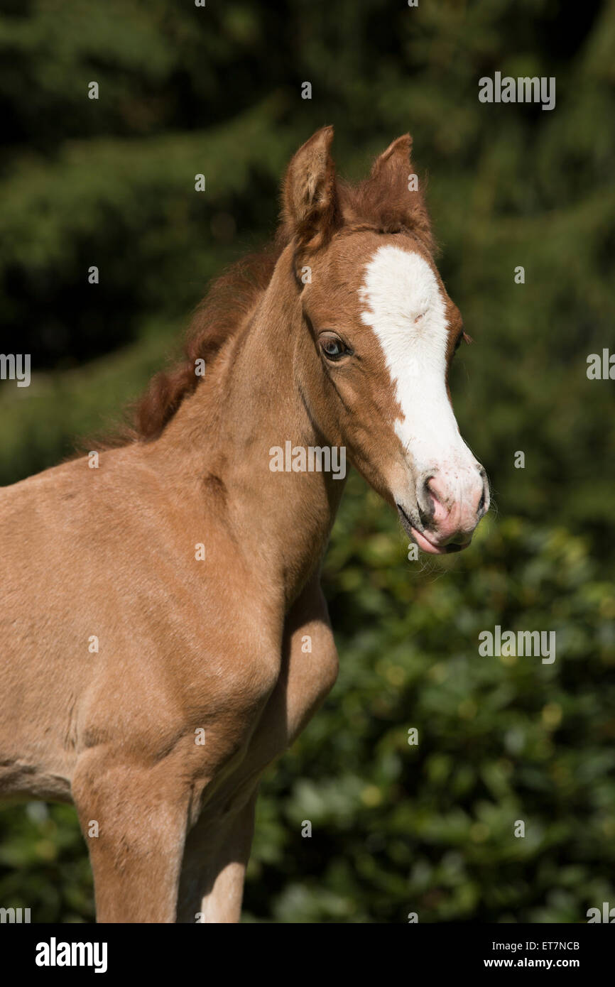 Arabian colt hi-res stock photography and images - Alamy