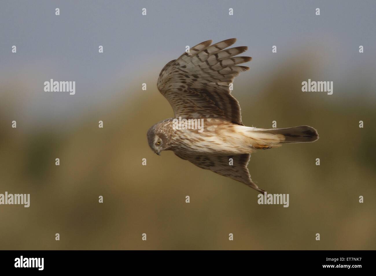 Kornweihe, Korn-Weihe (Circus cyaneus), Weibchen im Flug, Niederlande ...