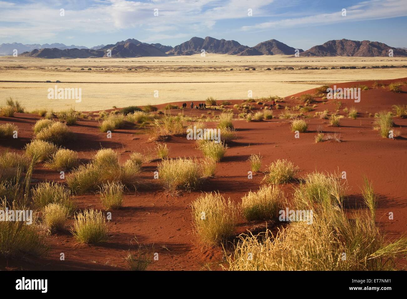 Graeser in der Namibwueste, Namibia, Namibrand | grasses in Namib ...