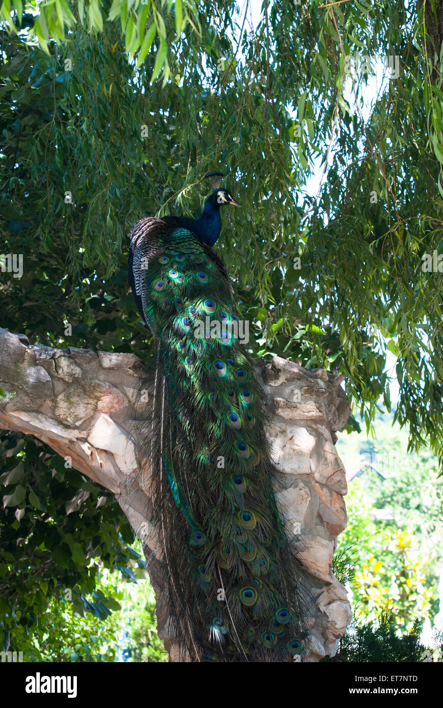 Peacock sitting at tree Stock Photo - Alamy