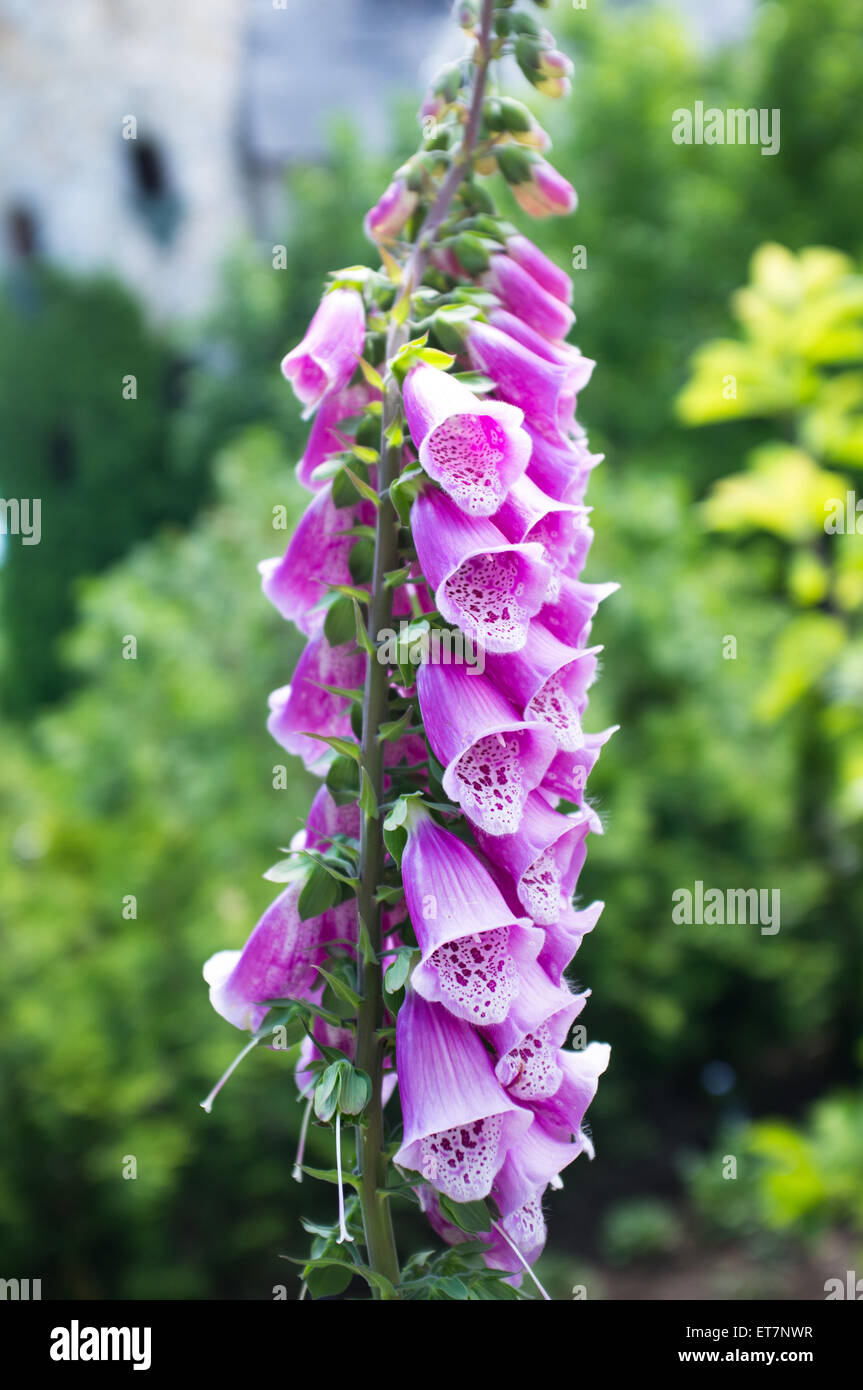 Pink bell flower Stock Photo - Alamy